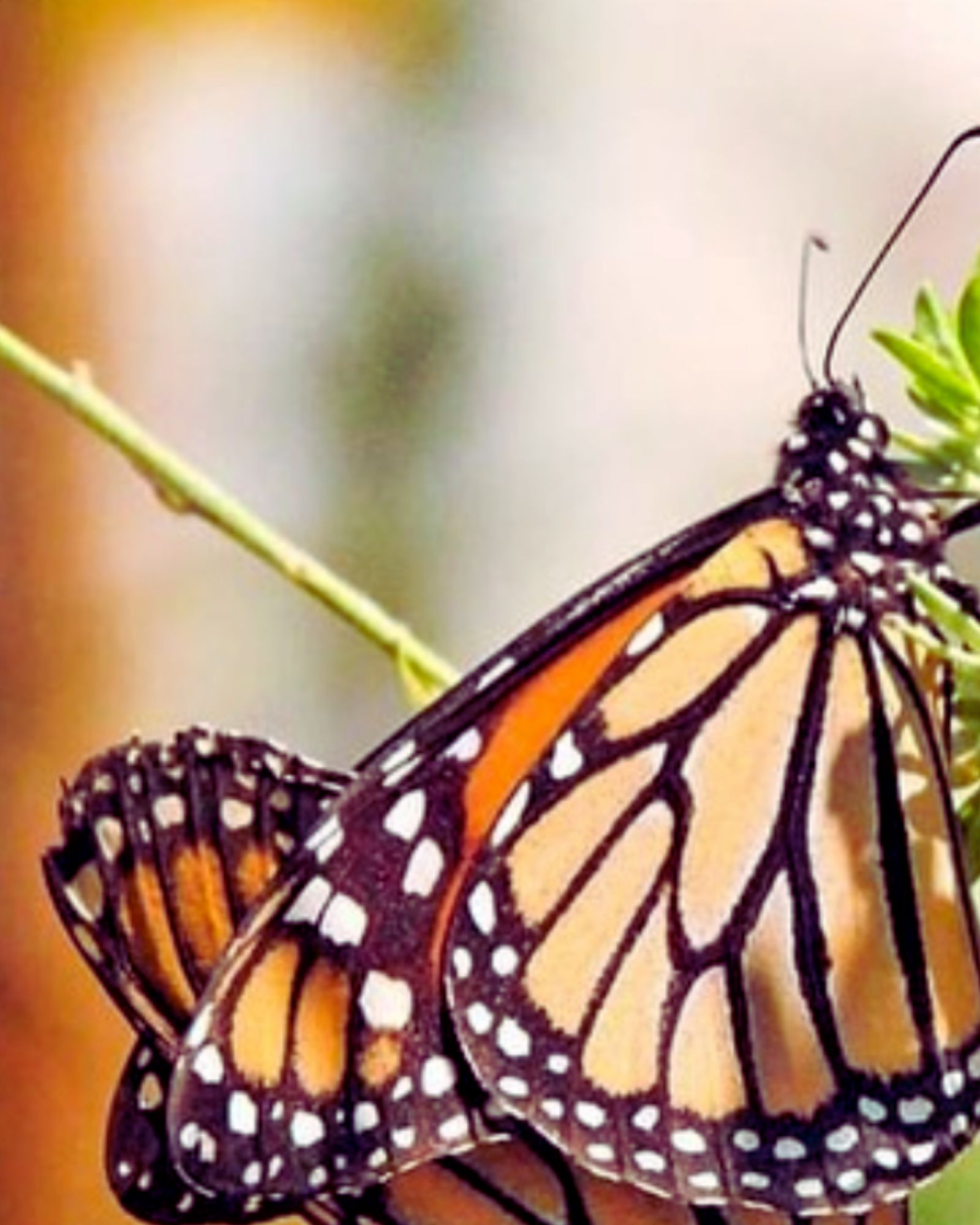 Butterfly Farm In San Diego (Everything To Know) - Plugged In Travel
