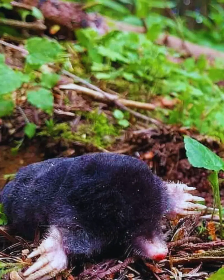 11+ Native Animals From France (Explained) - Plugged In Travel