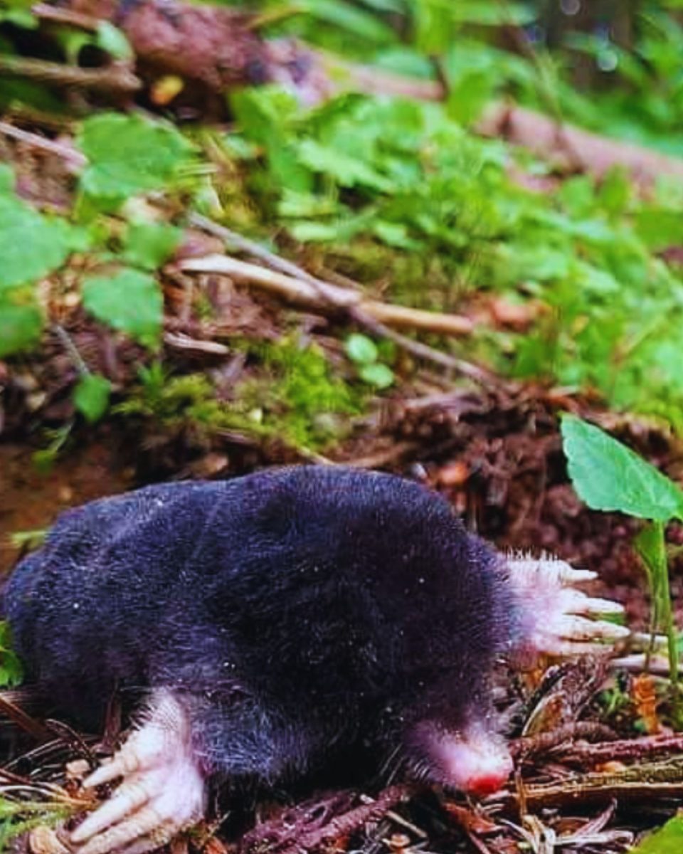 11+ Native Animals From France (Explained) - Plugged In Travel