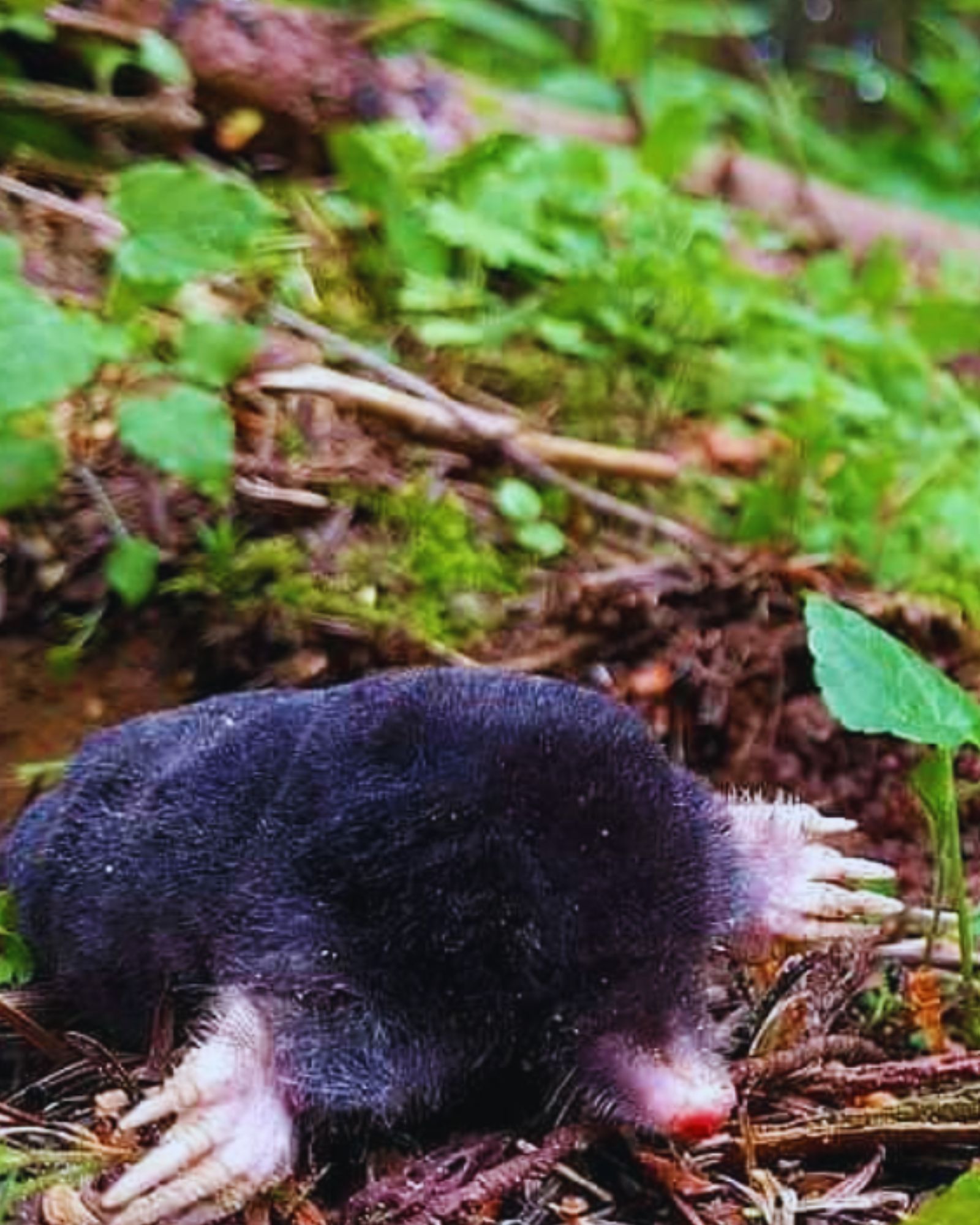 11+ Native Animals From France (Explained) - Plugged In Travel