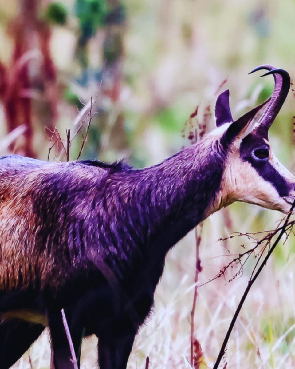 11+ Native Animals From France (Explained) - Plugged In Travel