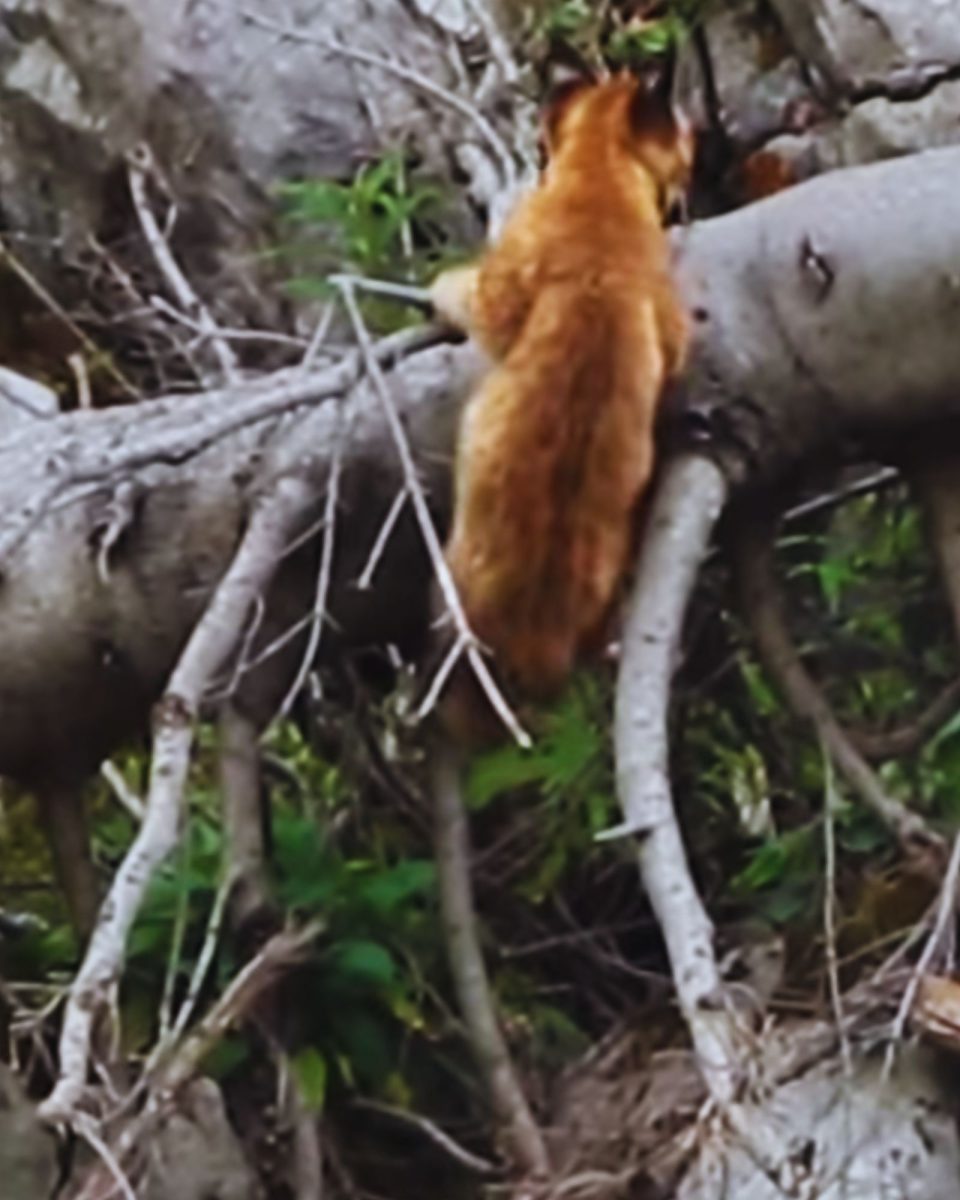 11+ Native Animals From France (Explained) - Plugged In Travel