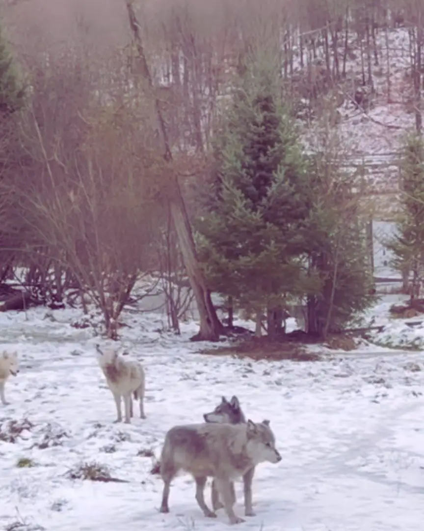 Our Time At The Parc Omega Wolf Cabin (Complete Review) - Plugged In Travel