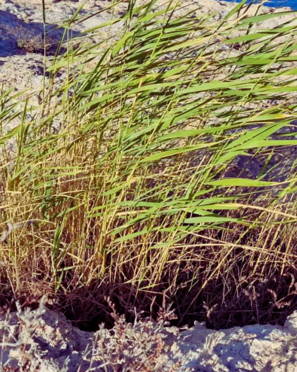 Winds in Greece - What Is Meltemi Wind? (Local Guide) - Plugged In Travel