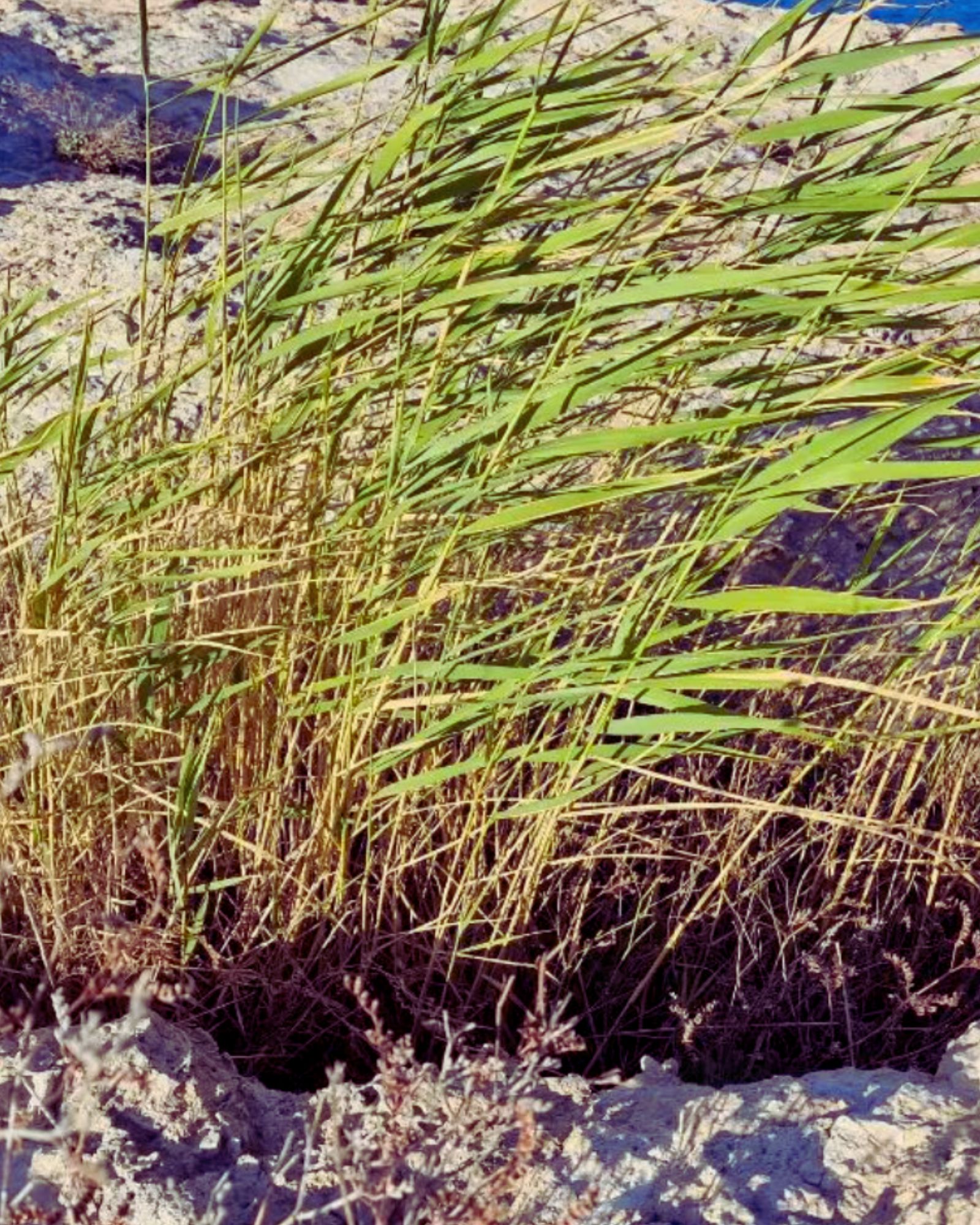 Winds in Greece - What Is Meltemi Wind? (Local Guide) - Plugged In Travel