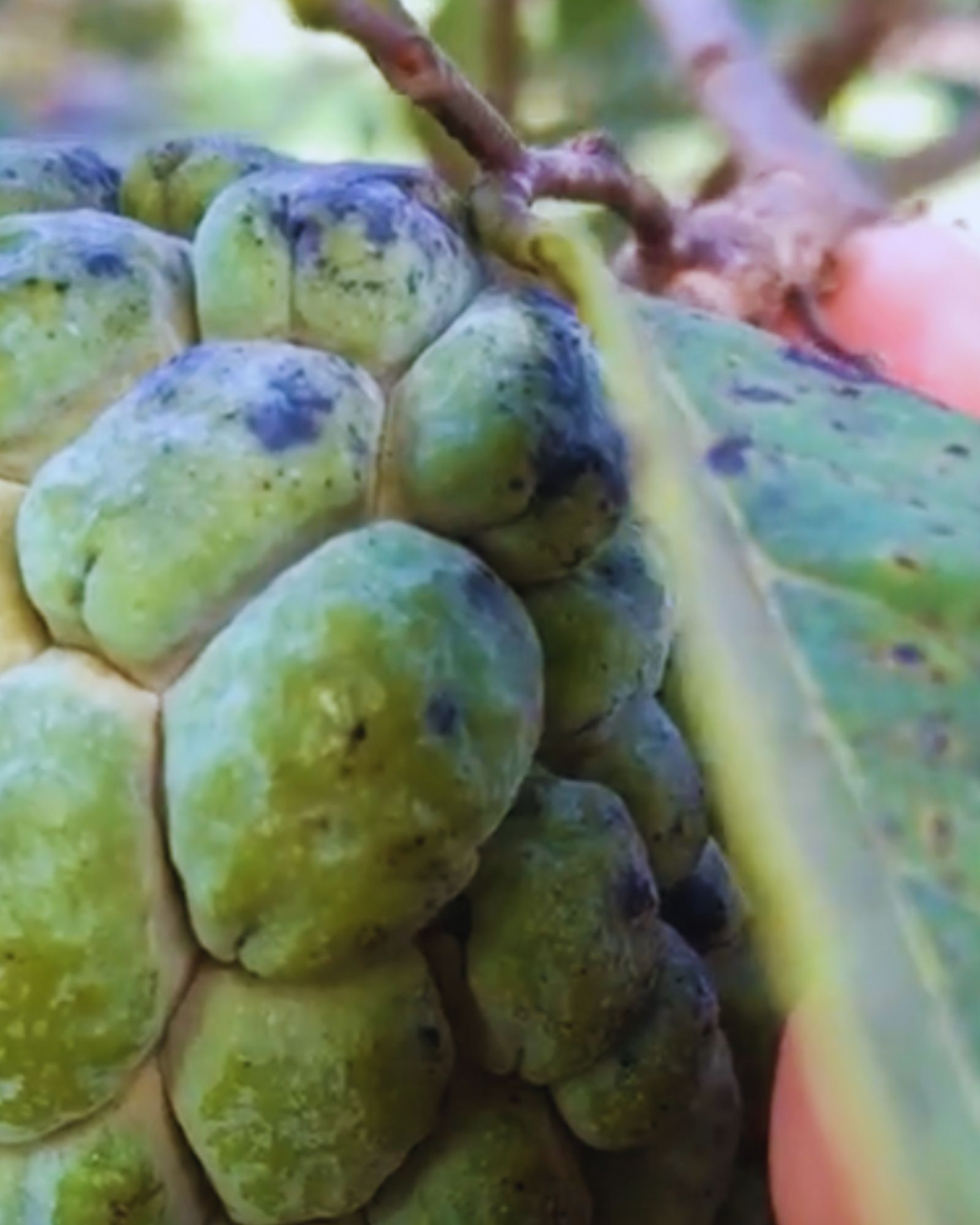 10+ Best Fruits Of Spain (Local Guide) - Plugged In Travel