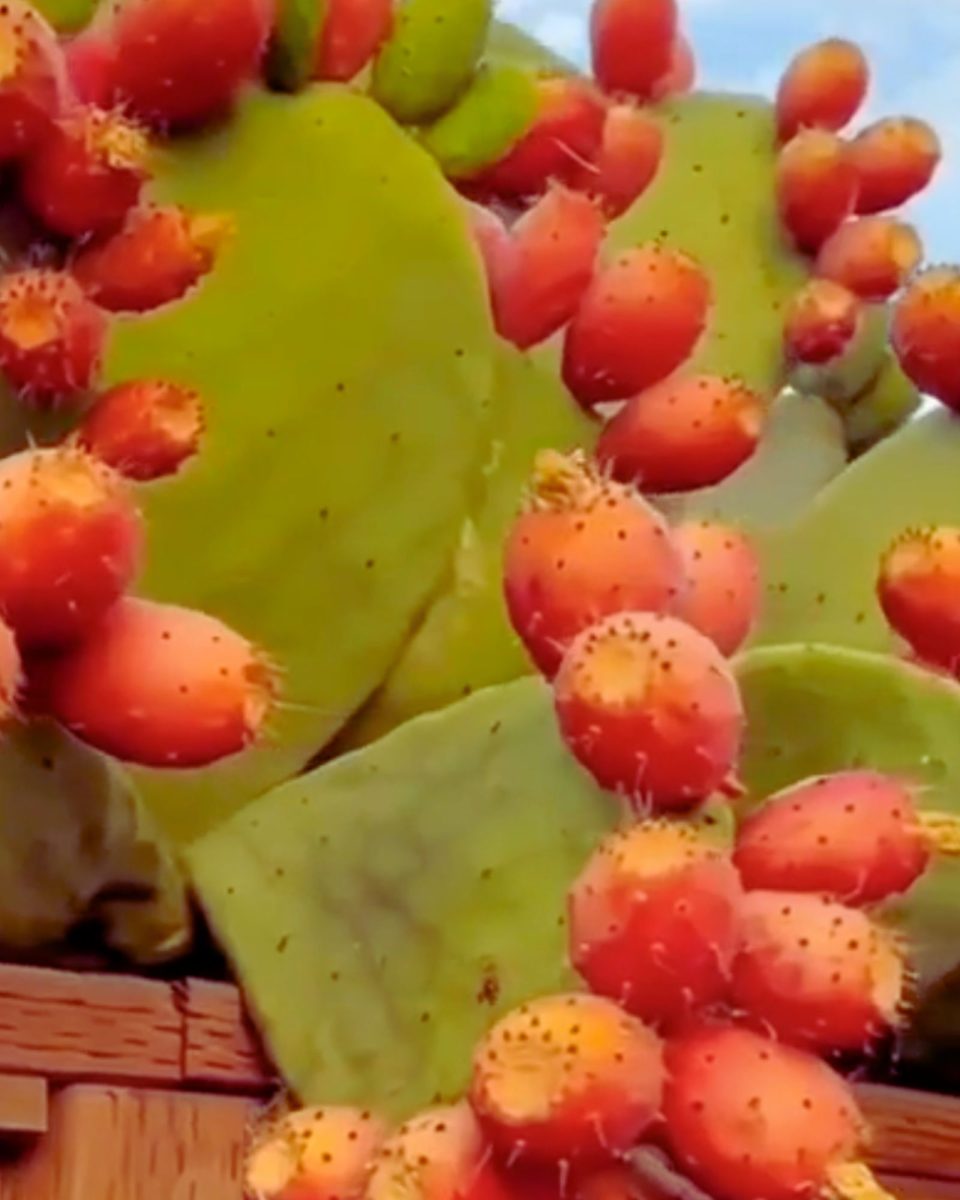 10+ Best Fruits Of Spain (Local Guide) - Plugged In Travel