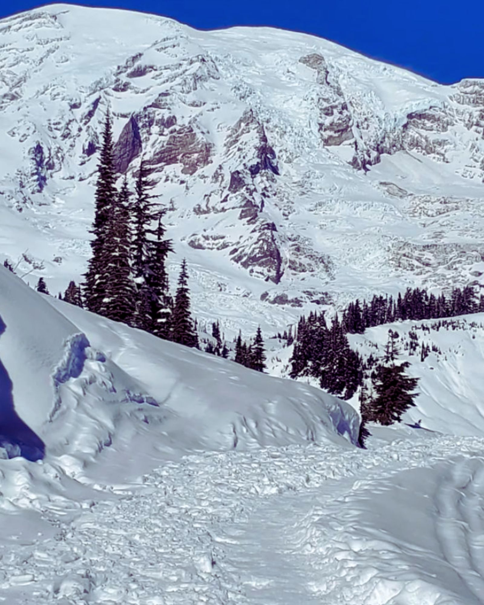 How To Go To Mount Rainier From Seattle (Local Guide) - Plugged In Travel