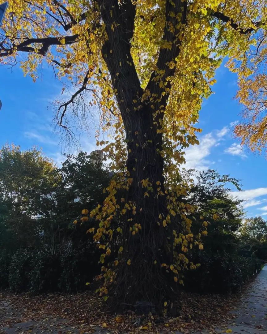 Is Prospect Park South Safe? (Local Guide) - Plugged In Travel